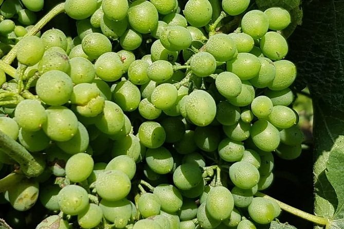 Our magnificent Douro Valley - Practical Details and What to Keep in Mind