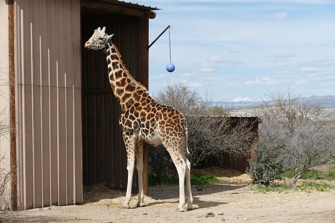 Out of Africa Wildlife Park Admission Ticket - Authentic Experiences and Visitor Feedback