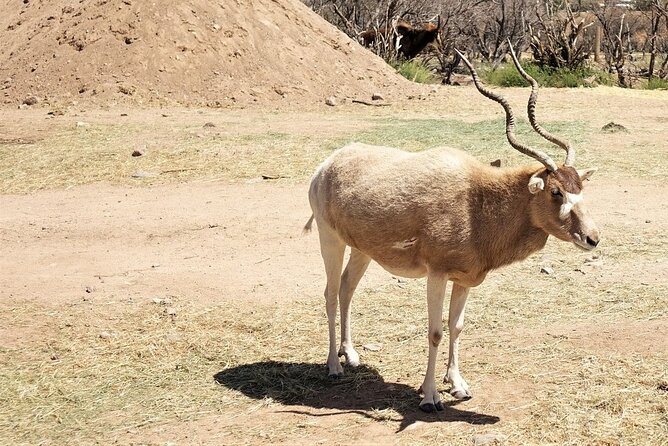 Out of Africa Wildlife Park Admission Ticket - The Sum Up: Is It Worth Your Time?