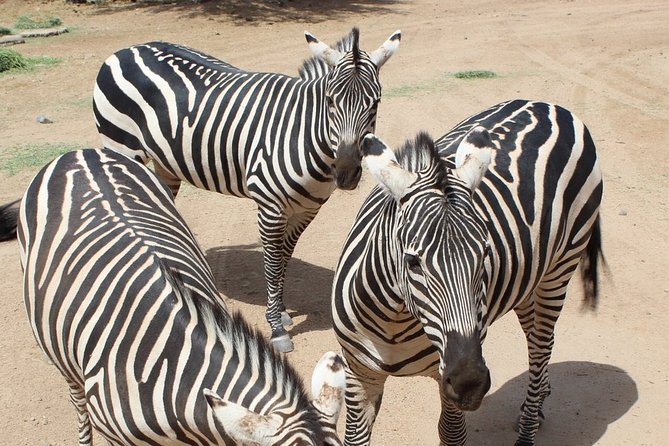 Out of Africa Wildlife Park Admission Ticket - FAQ