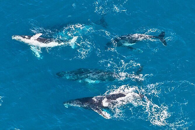 Outer Reef Odyssey - 40 minute Reef Scenic Flight - The Small Group Advantage