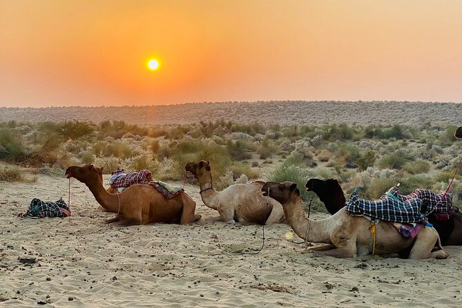 Over Nights Camel Safari Non Touristic 02:30PM - Who Should Book This Safari?
