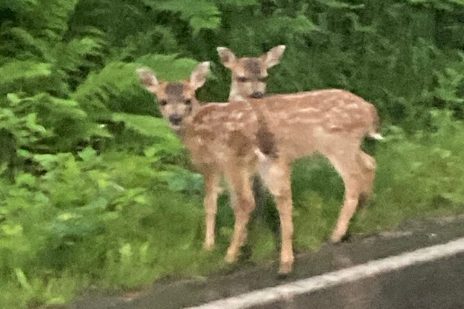 Over the TOP Tours" City Highlights, Wildlife and More! - Wildlife Spotting