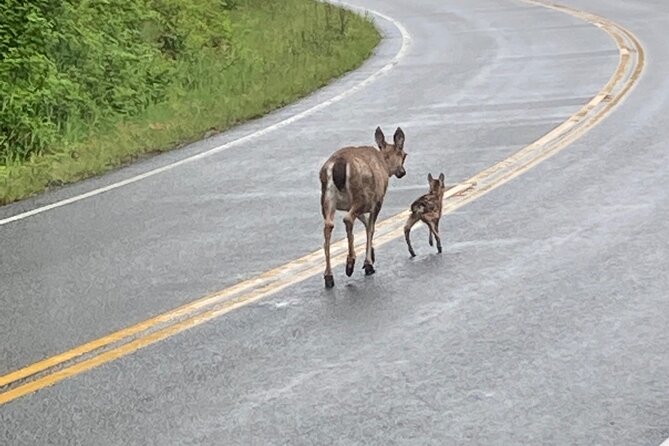 Over the TOP Tours" City Highlights, Wildlife and More! - Customer Feedback