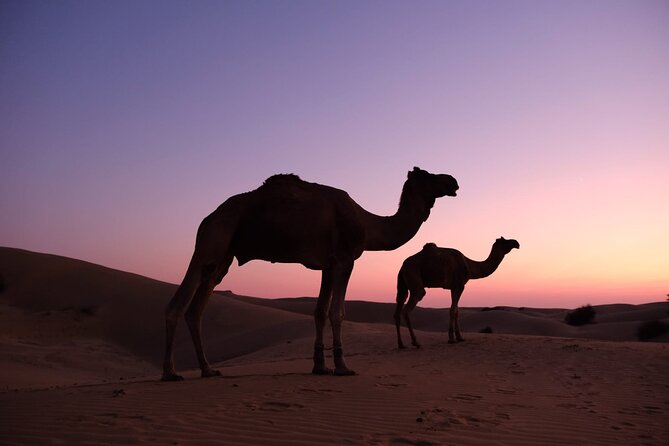 Overnight camel safari (non_touristic) - Detailed Breakdown of the Itinerary