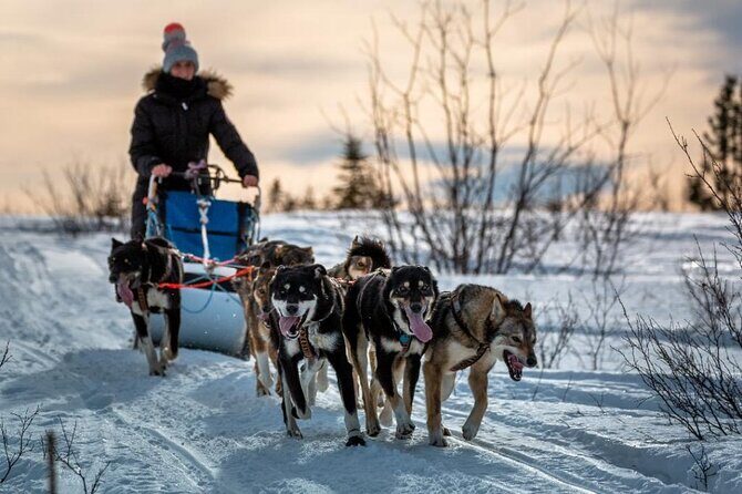 Overnight Dog Sledding Adventure - What Makes This Dog Sledding Adventure Stand Out