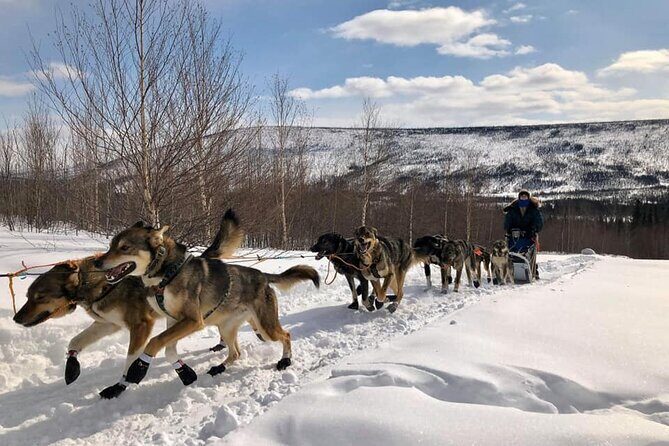 Overnight Dog Sledding Adventure - A Well-Structured Itinerary with Authentic Flair