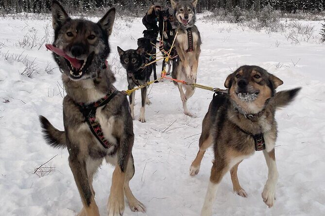 Overnight Dog Sledding Adventure - Final Thoughts