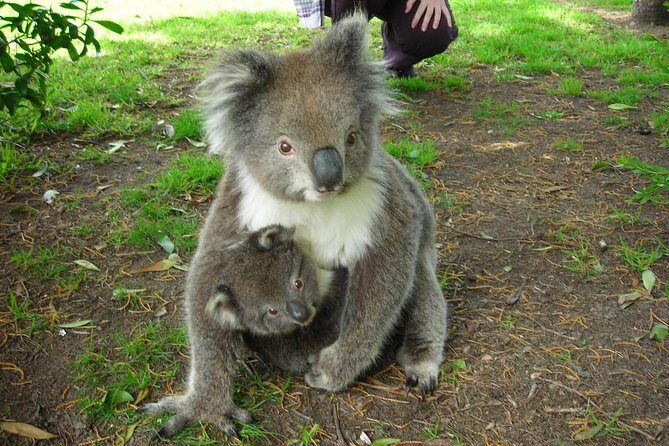 Overnight Great Ocean Road Tour from Melbourne - Who Should Consider This Tour?