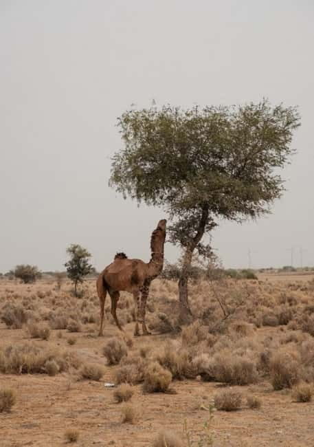 Overnight Jaisalmer Sand Dunes Experience in a Luxury Tent - The Sum Up