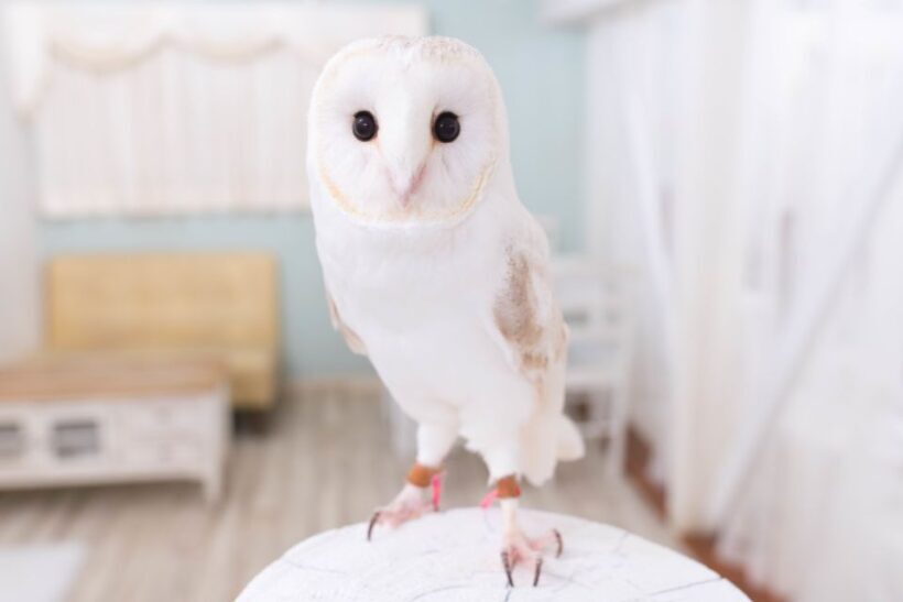 Owl Cafe Tokyo Akiba Fukurou - Owl Cafe Tokyo Akihabara Fukurou: A Unique Encounter with Japan’s Gentle Birds