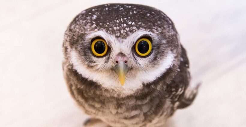 Owl Cafe Tokyo Akiba Fukurou - What Do Travelers Say?