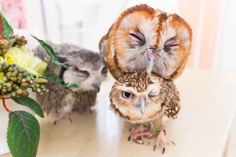 Owl Cafe Tokyo Akiba Fukurou - The Sum Up: Who Is This Tour Best For?