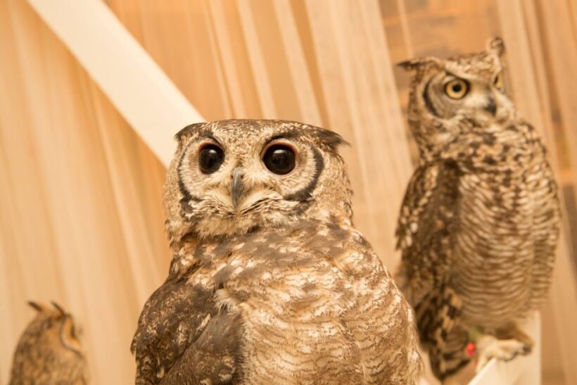 Owl Cafe Tokyo Akiba Fukurou - FAQs