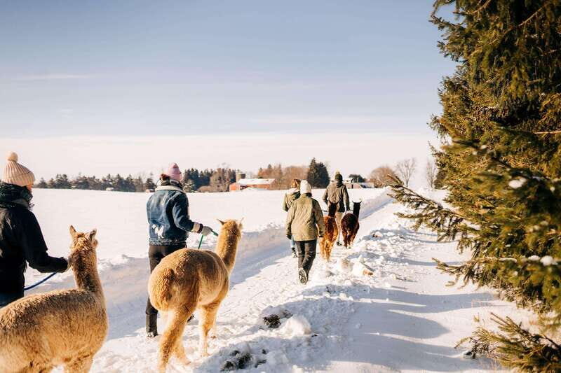 Oxford County, ON: Alpaca Farm Walk & Learning Experience - Key Points