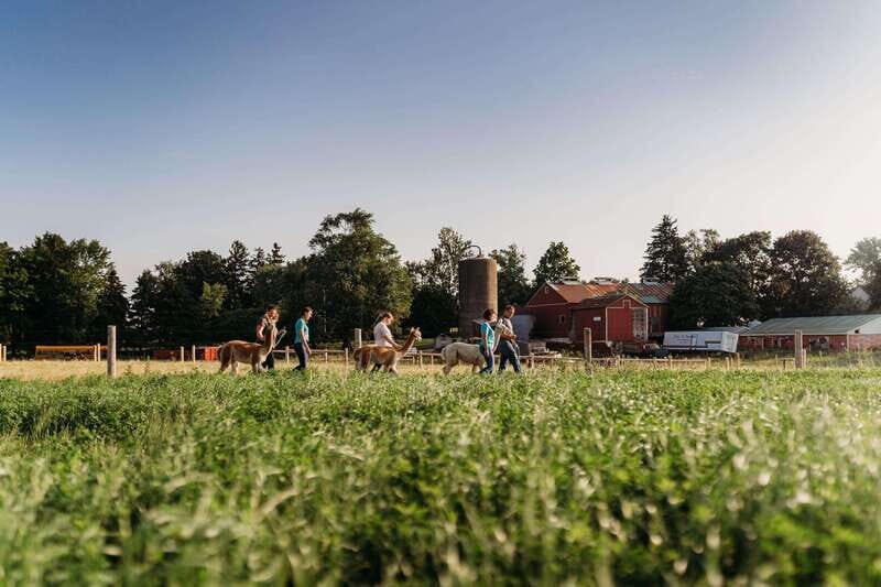 Oxford County, ON: Alpaca Farm Walk & Learning Experience - A Closer Look at the Alpaca Farm Walk & Learning Experience