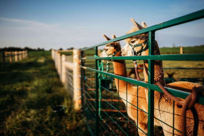 Oxford County, ON: Alpaca Farm Walk & Learning Experience - Final Thoughts: Is It Worth It?