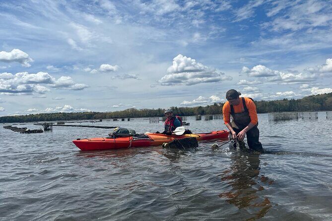 Oyster Tasting and Kayak Tour - An Authentic Coastal Adventure: Oyster Tasting and Kayak Tour in New Hampshire