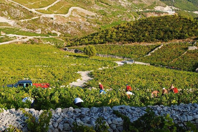 Oysters & Wine Tour From Dubrovnik (Small Group) - Touring a Renowned Winery