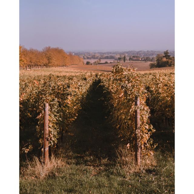 Ozzano Emilia: Guided Cellar Walking Tour with Wine Tasting - Who Will Love This Tour?