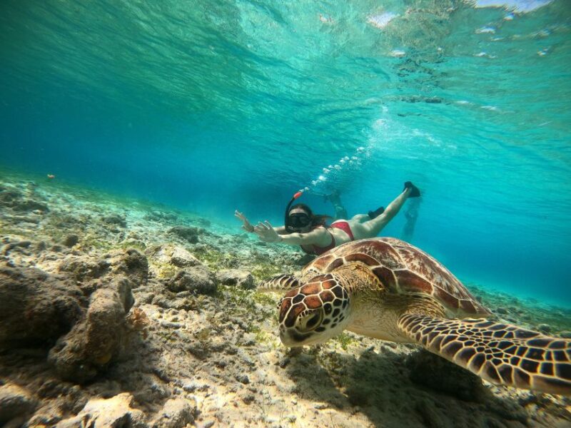 Ozzy Snorkeling 3 Islands Visit Baby Turtles - FAQs