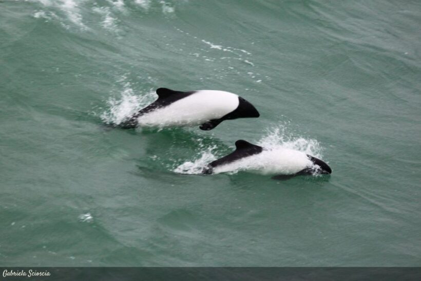 P. Natales: Balmaceda & Serrano Glaciers with Lunch & Whisky - Practical Tips for Travelers