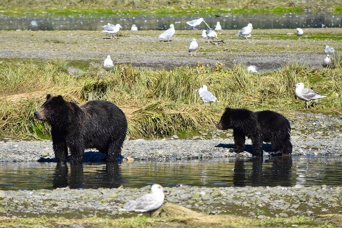 Pack Creek Brown Bear Viewing Juneau - The Value of the Tour