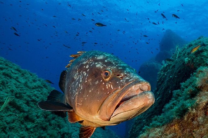 Package of 2 double dives in the Capo Carbonara Marine Protected Area - Introduction