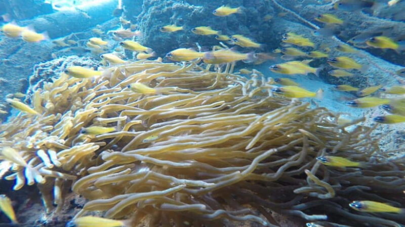 Padang West Sumatra: Hoping Island Fullday Tour - Final Thoughts