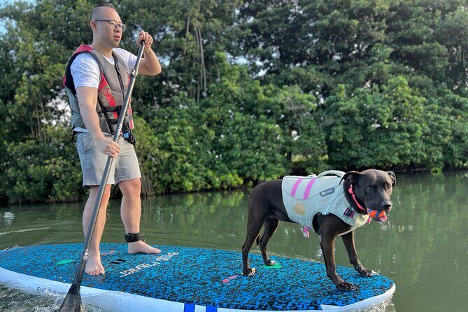 Paddle Board Hale'iwa with Rescue Dogs - Meeting Points and Logistics