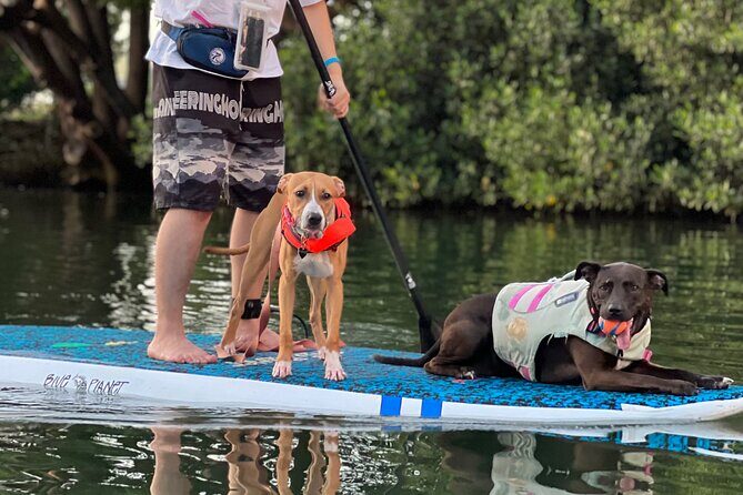 Paddle Board Hale'iwa with Rescue Dogs - Why This Tour Offers Good Value