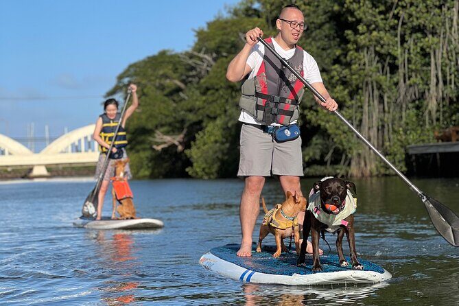 Paddle Board Hale'iwa with Rescue Dogs - Who Will Love This Experience