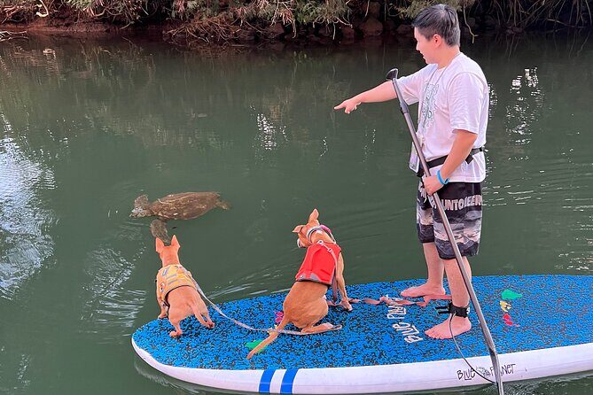 Paddle Board Hale'iwa with Rescue Dogs - The Sum Up