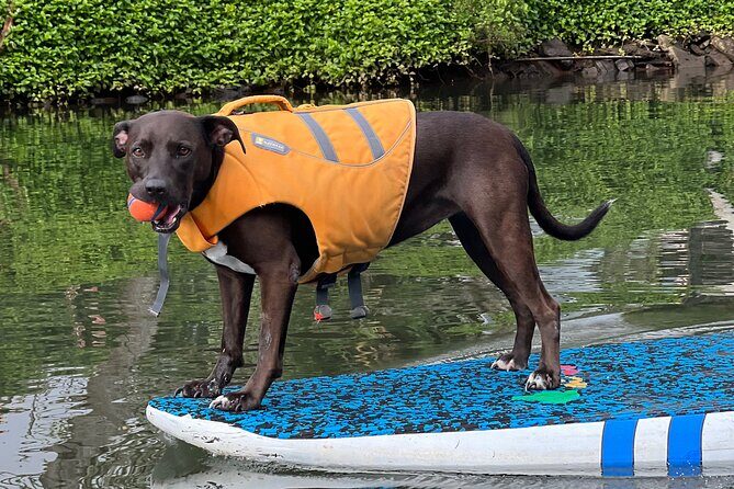 Paddle Board Hale'iwa with Rescue Dogs - Frequently Asked Questions