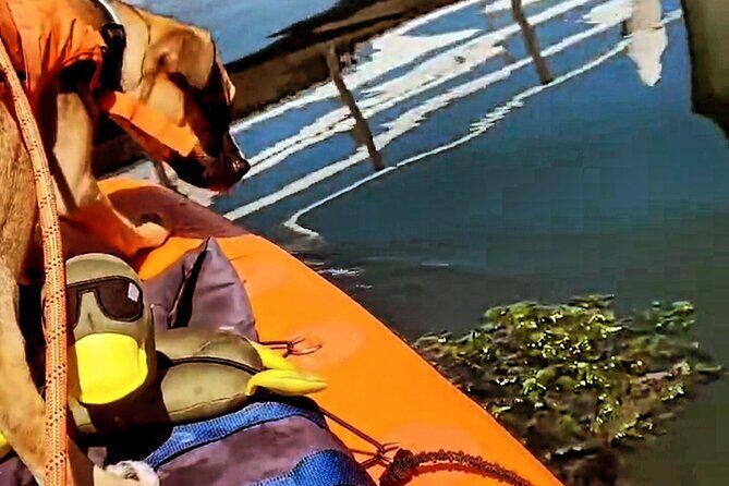 Paddle Board Picnics Lessons Rentals and Outdoor Adventures - Practical Details and Tips