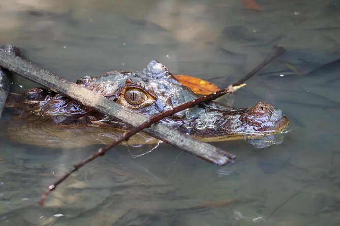Paddle Through Paradise: Mangrove Kayak Adventure - Wildlife Encounters in the Kayak