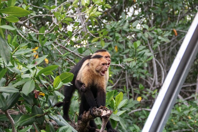 Paddle Through Paradise: Mangrove Kayak Adventure - Preparing for the Adventure