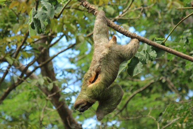 Paddle Through Paradise: Mangrove Kayak Adventure - Feedback From Travelers