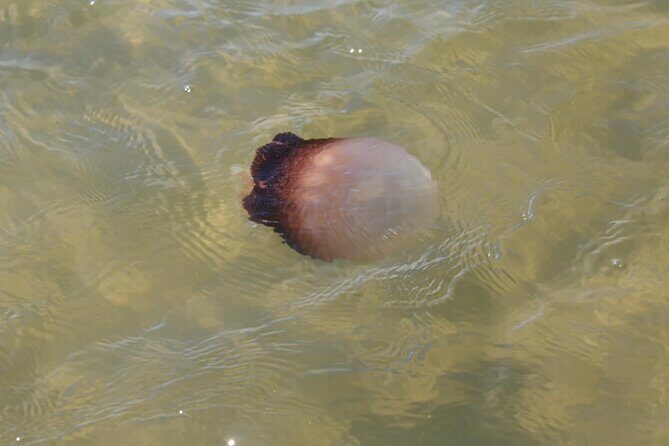 Paddle With Native Wildlife - What to Expect During the Paddle