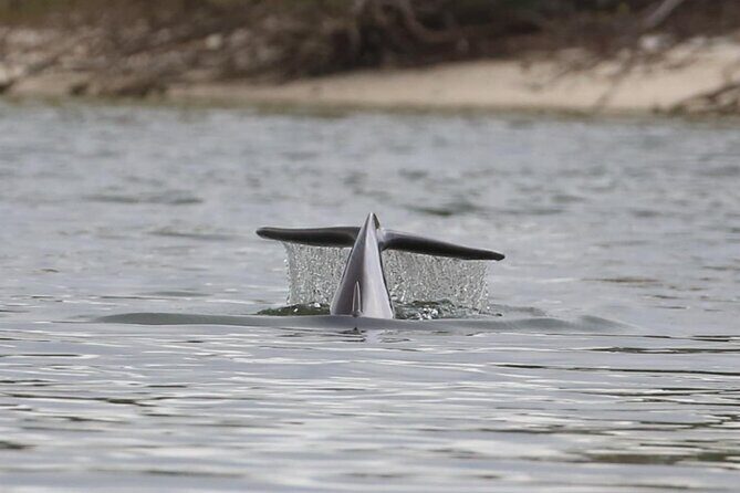 Paddle With Native Wildlife - Why This Tour Works Well