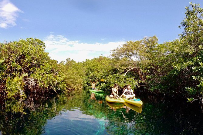 Paddleboard Cenote Tour - What to Expect from the Paddleboard Cenote Tour