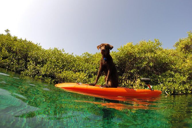 Paddleboard Cenote Tour - FAQs