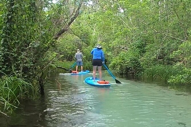 Paddleboard Rental  Three Sisters Springs & Manatee Refuge - The Real-Life Experiences