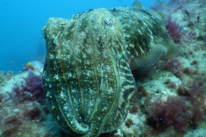 PADI Advanced Diving Course in Gran Canaria - Frequently Asked Questions