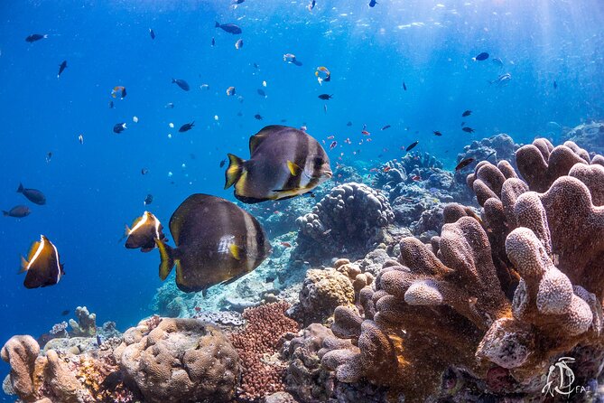 PADI Advanced Open Water Course Kota Kinabalu - The Detailed Itinerary and What to Expect