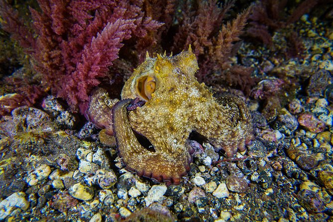 PADI Advanced Open Water Diver Course (AOWD) - Meeting Information