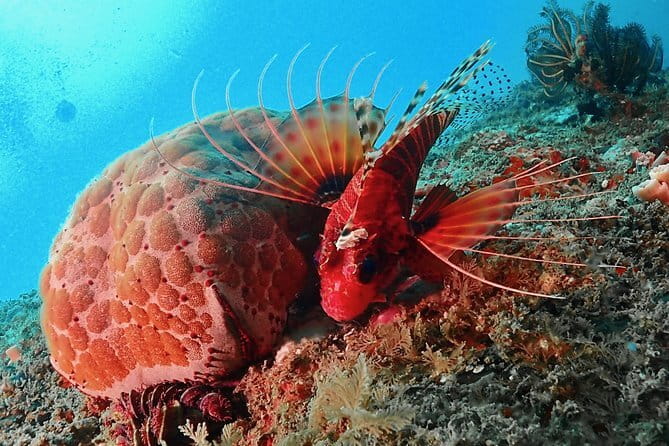 PADI Advanced Open Water Diver Course - Final Thoughts