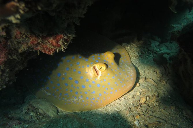 Padi Advanced open Water Diver Courses (Start at Koh Chang) - The Reviews Speak Volumes