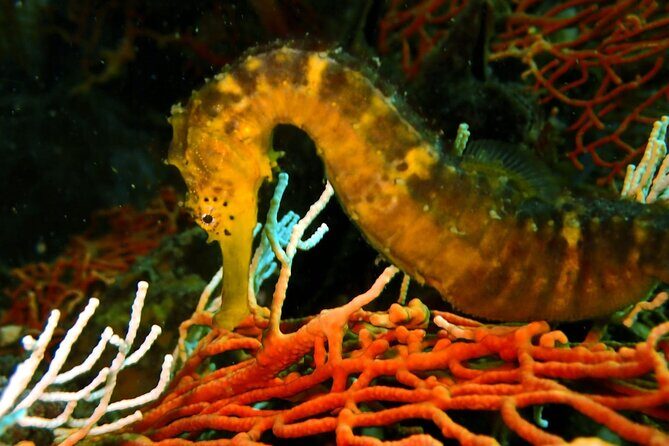 PADI Discover Scuba 2 Times Diving Phuket - An In-depth Look at the Phuket Scuba Experience