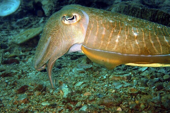 PADI Discover Scuba 2 Times Diving Phuket - Considerations and Possible Drawbacks